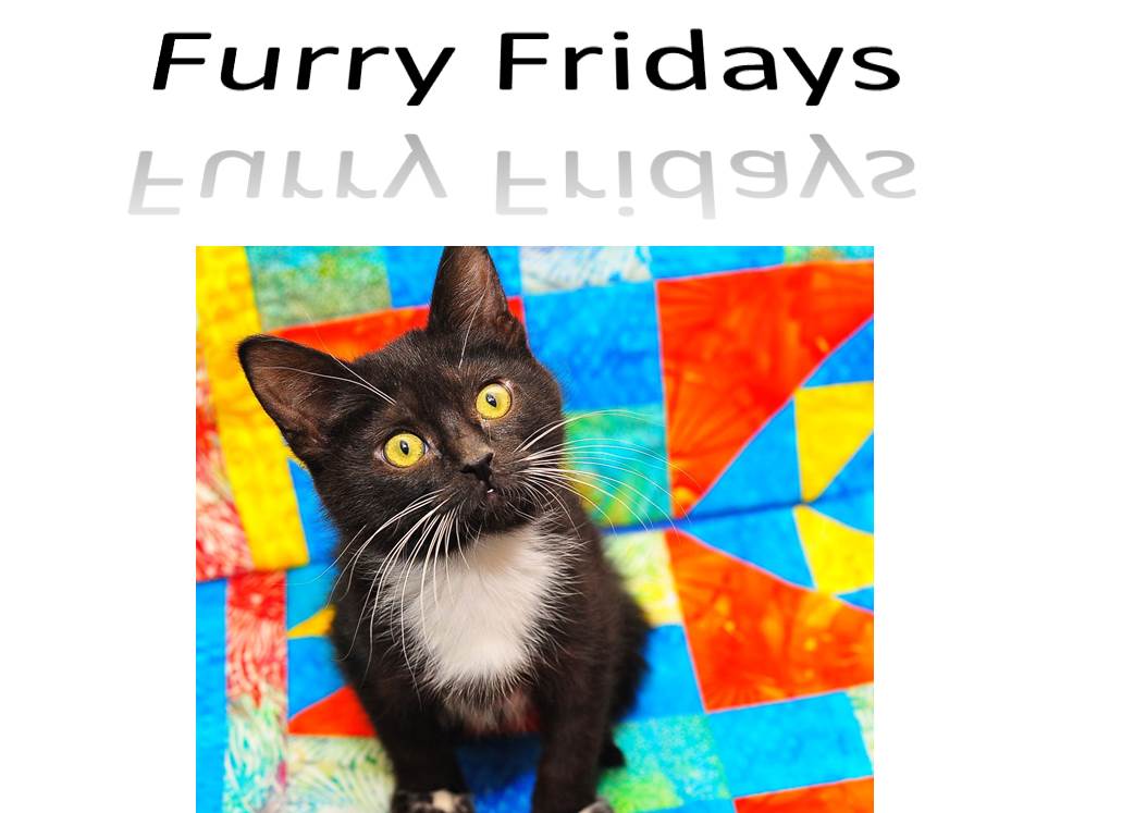Furry Friday! – auribuzz